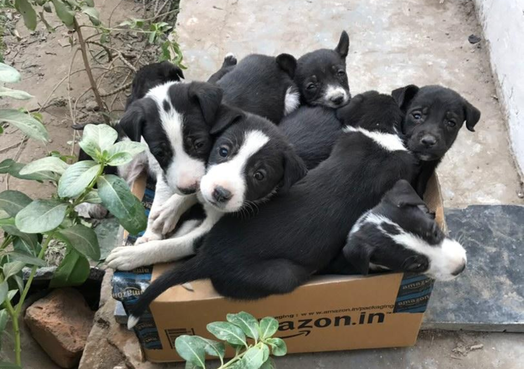 Reasons Why You Should Adopt a Desi Dog – For The Fur Kids