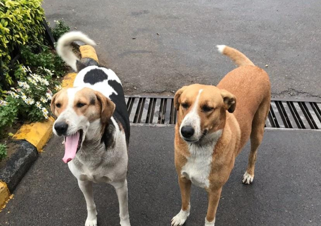 How to Approach your Community Dogs – For The Fur Kids